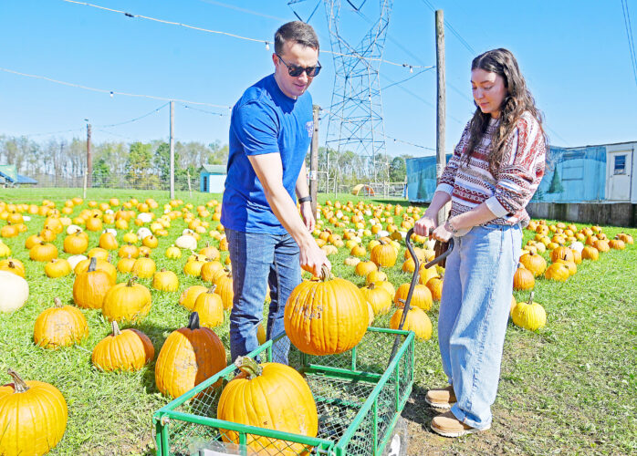 Pumped up: Dry growing season spurs pumpkin farmers to rely on ...